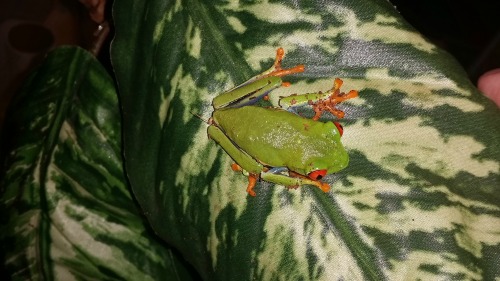 RED EYED TREE FROG 3 - Oklahoma Zoo Safari USA